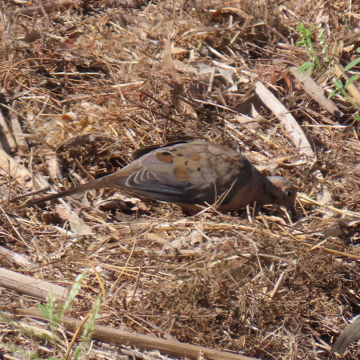 eBird Checklist - 7 Sep 2025 - Veeh Ranch Park, Laguna Hills - 27 ...