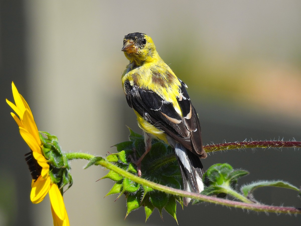 eBird Checklist - 7 Sep 2025 - Waneka Lake/Greenlee Preserve - 27 ...
