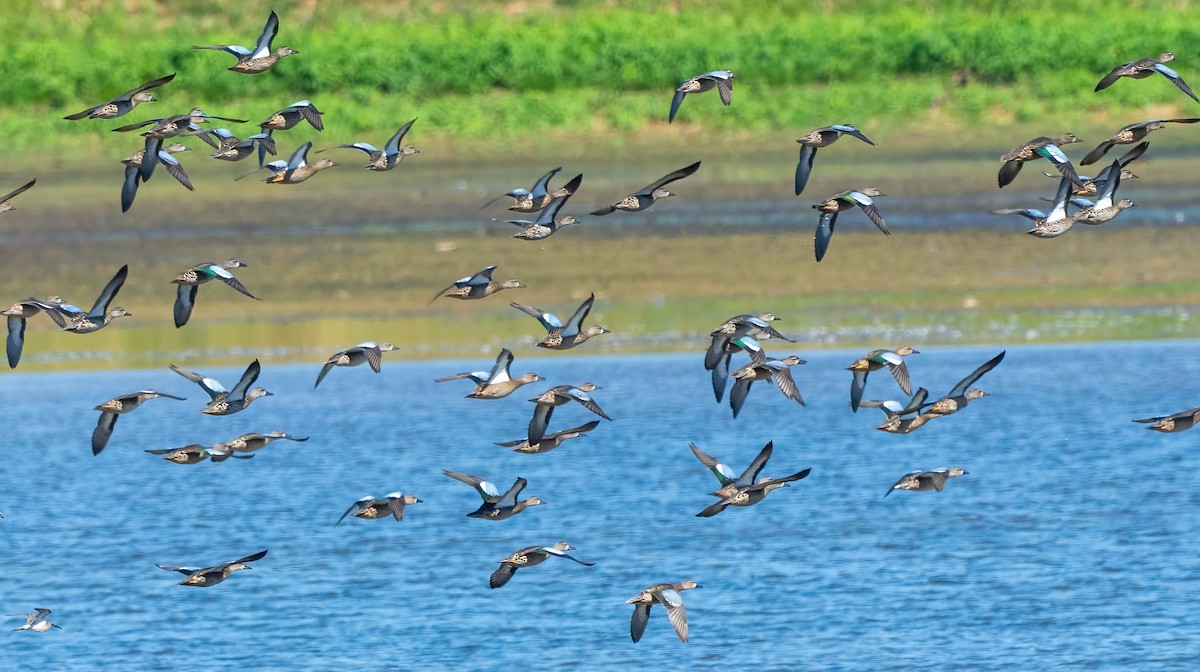 eBird Checklist - 7 Sep 2025 - Fowler Rd. Irrigation Pond - 25 species