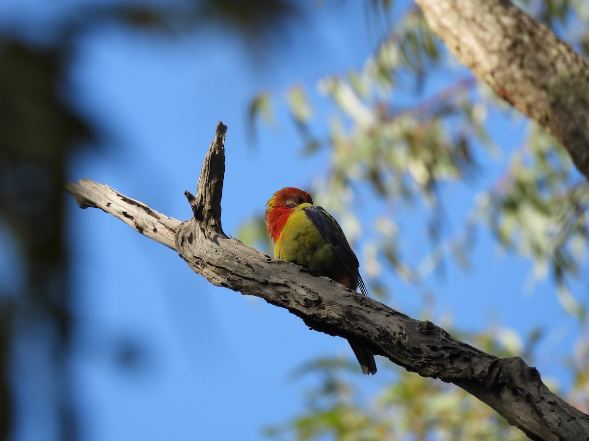 eBird Checklist - 8 Sep 2025 - Shallow Bay Road - 22 species