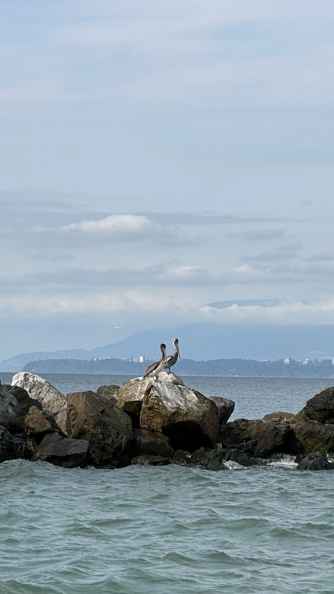 eBird Checklist - 7 Sep 2025 - Steveston--Jetty at Sand Heads - 17 species