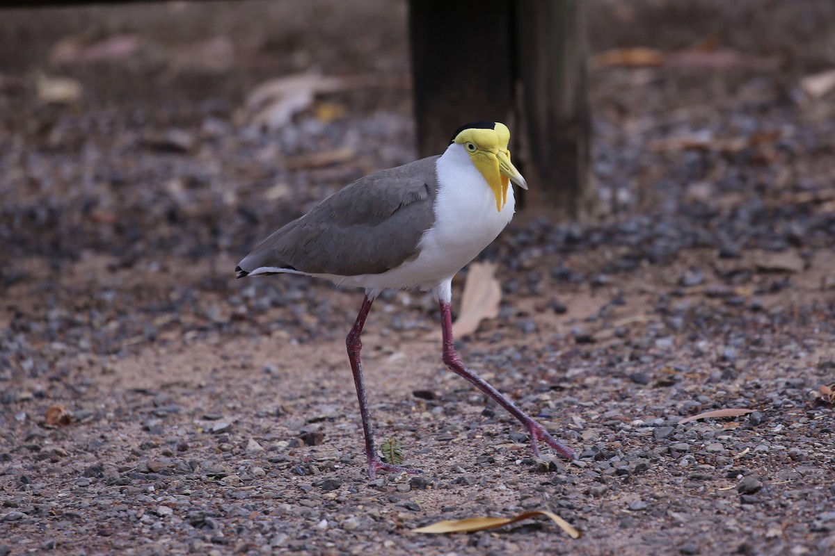 ML641545510 - Masked Lapwing (Masked) - Macaulay Library