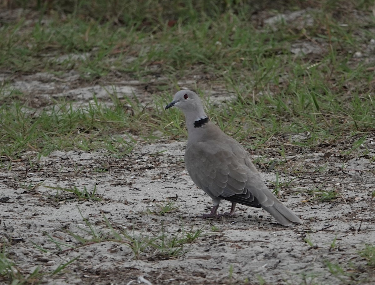 eBird Checklist - 8 Sep 2025 - Alfred McKethan Park (Pine Island) - 15 ...