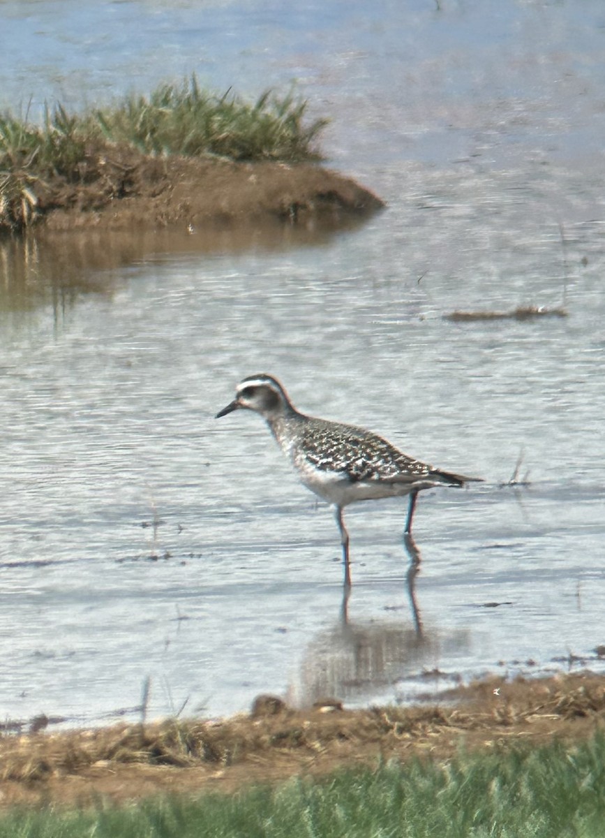 eBird Checklist - 8 Sep 2025 - Union Transportation Trail--Sharon ...