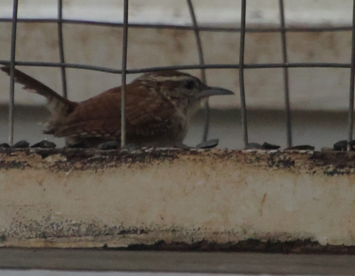 eBird Checklist - 8 Sep 2025 - Wing Haven Gardens and Bird Sanctuary ...