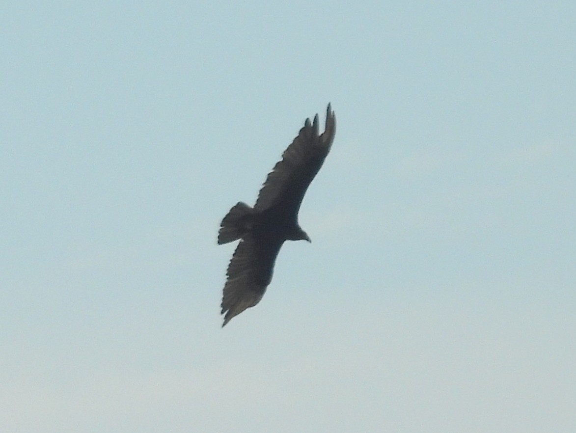 eBird Checklist - 3 Jul 2025 - Theodore Roosevelt NP--South Unit - 22 ...
