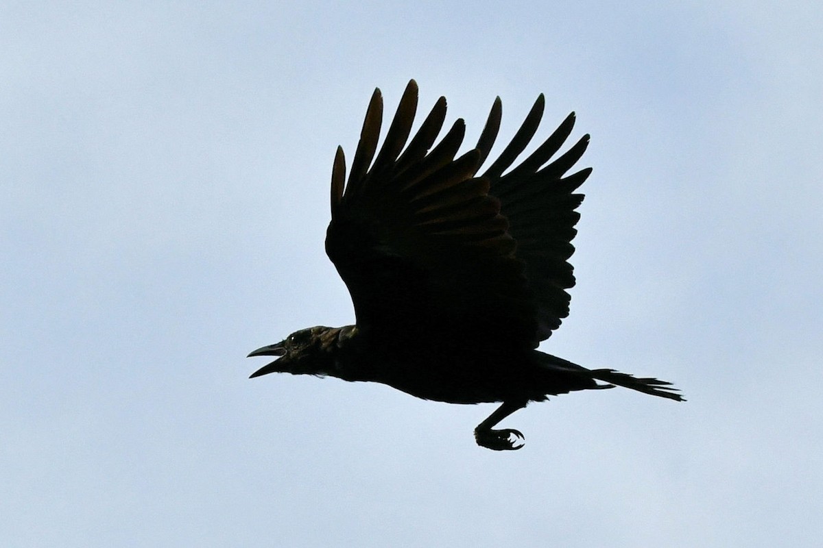 ML641561447 - Fish Crow - Macaulay Library