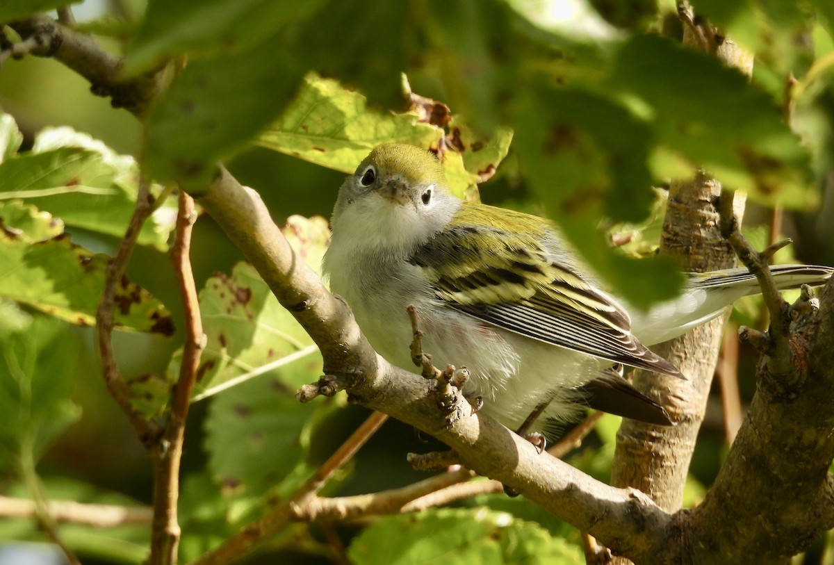 eBird Checklist - 8 Sep 2025 - Lorain Harbor Fishing Pier - 12 species