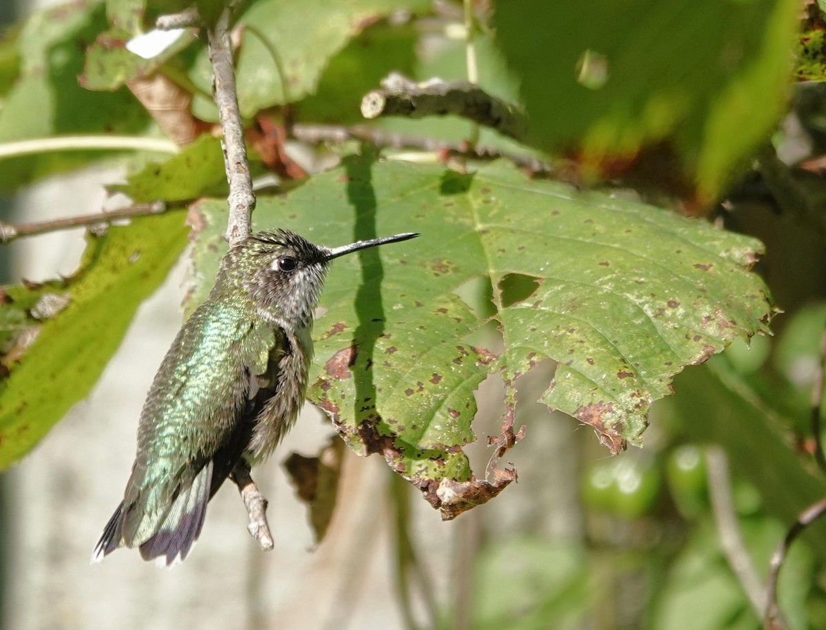 eBird Checklist - 8 Sep 2025 - Point Pelee NP* general (use more ...