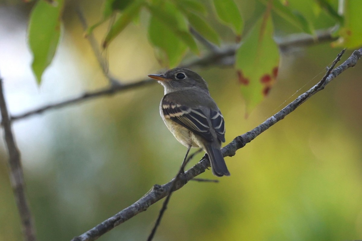 eBird Checklist - 6 Sep 2025 - Guard Shore - 50 species