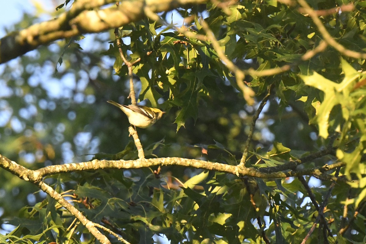 Pennsylvania Bird Atlas Checklist - 8 Sep 2025 - Scotia Barrens (IBA ...