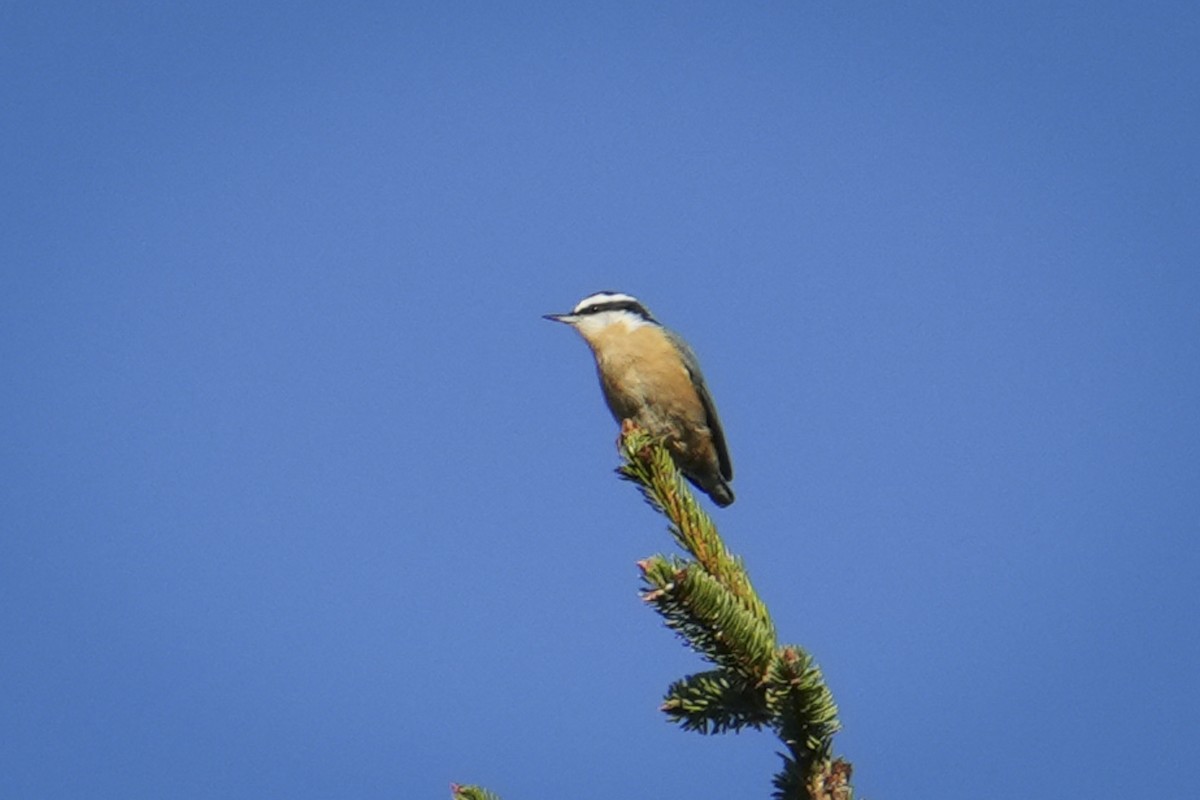 eBird Checklist - 8 Sep 2025 - Fairview Farm Wildlife Preserve - 22 species