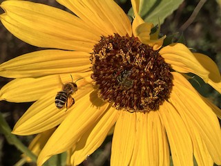 Hyatt Hidden Lakes Reserve, Ada, Idaho, United States - eBird Hotspot