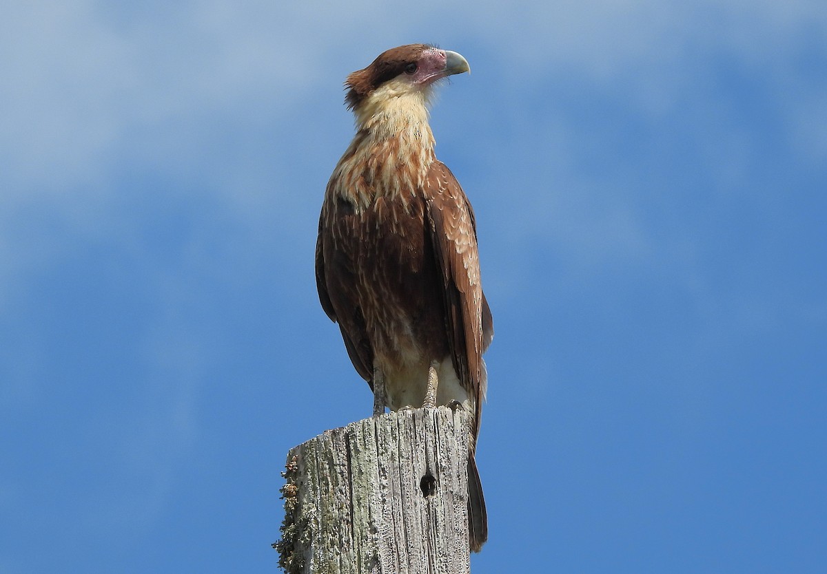 eBird Checklist - 11 Aug 2025 - Galveston--Settegast Rd. (UTC 067) - 1 ...