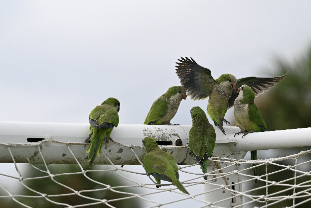 ML641579965 - Monk Parakeet - Macaulay Library