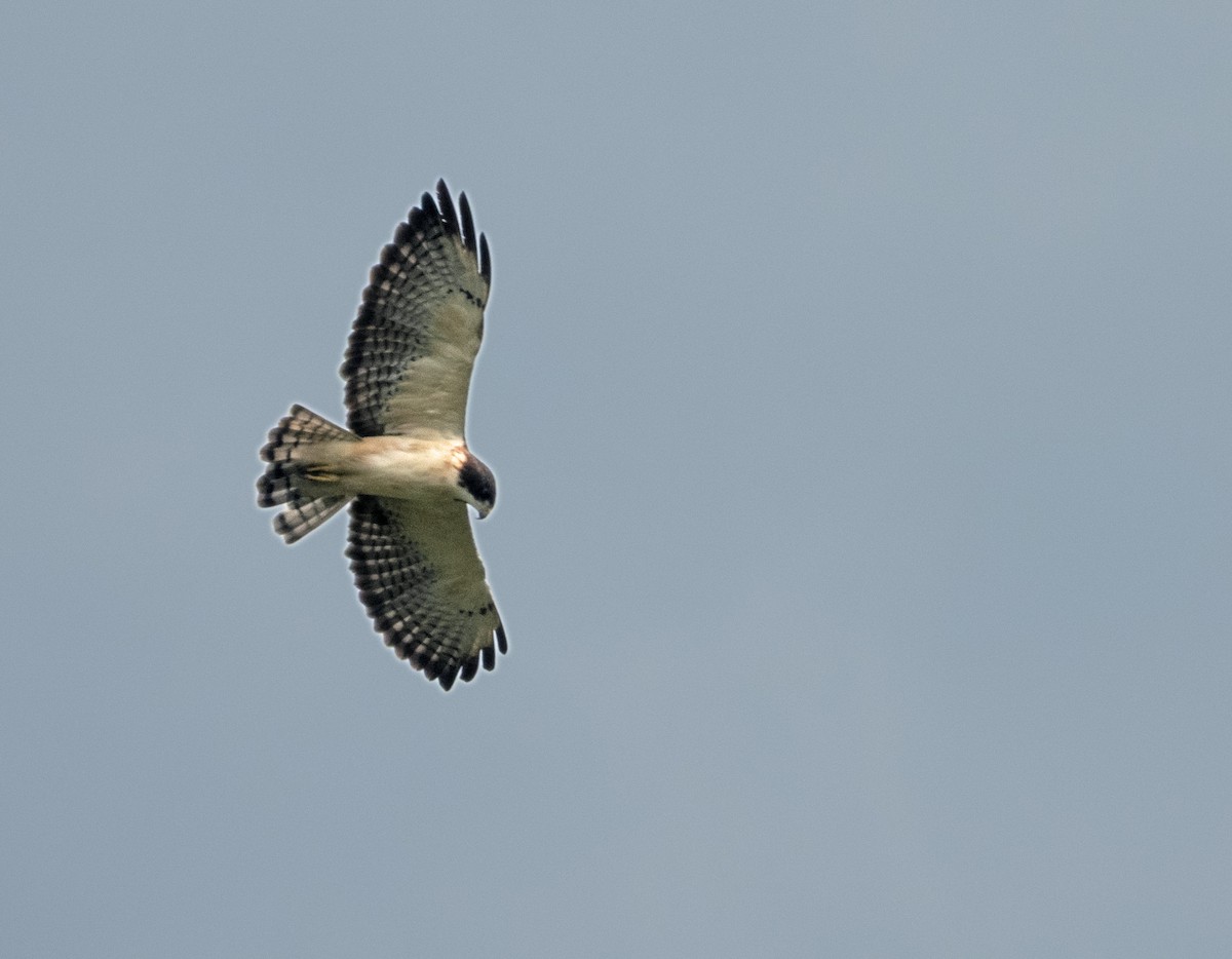 eBird Checklist - 8 Sep 2025 - Loxahatchee NWR - 27 species