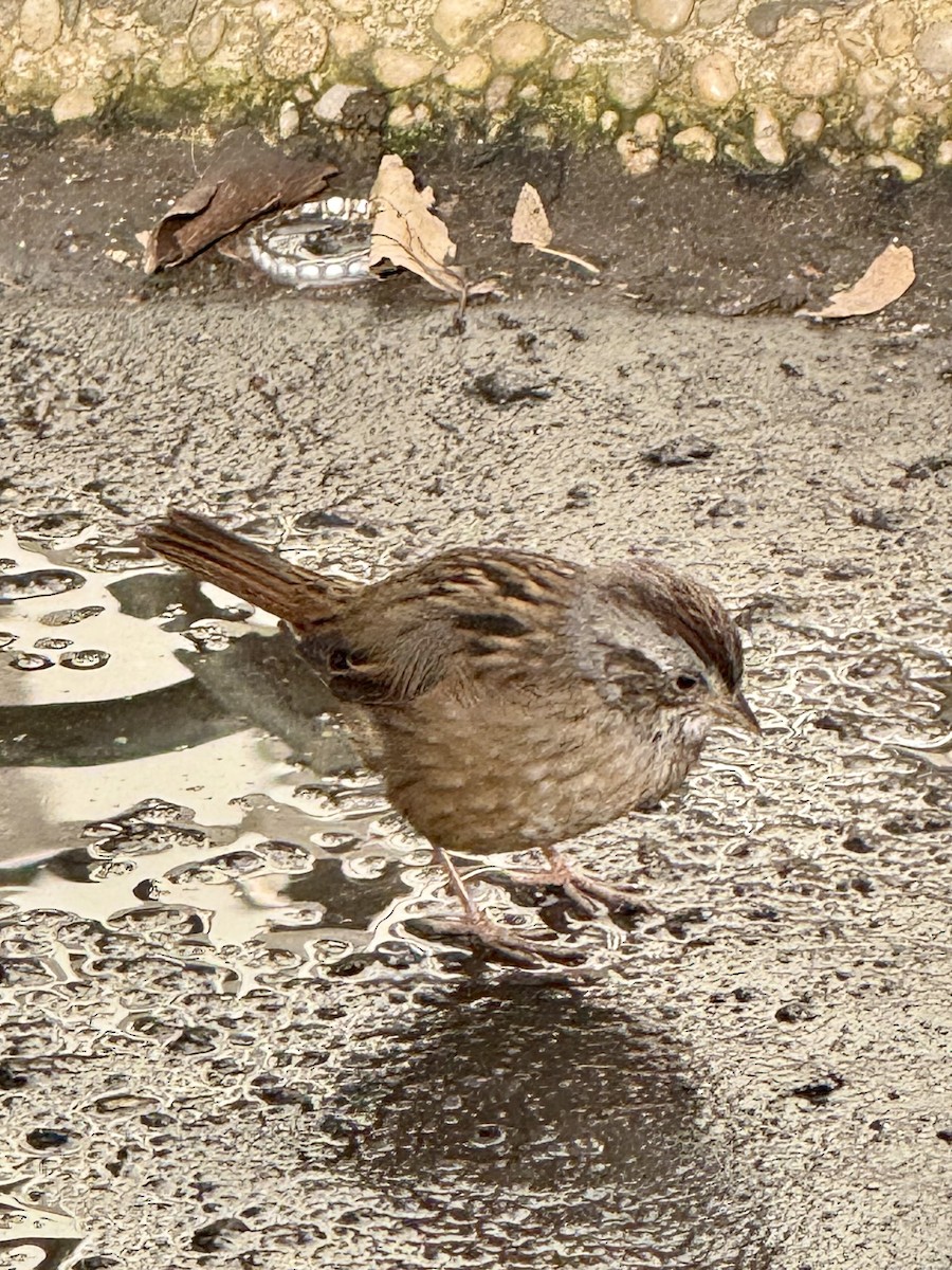 ML641602940 - Swamp Sparrow - Macaulay Library