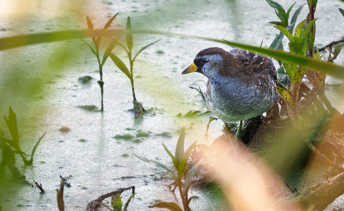eBird Checklist - 9 Sep 2025 - Troy Wetlands - 46 species