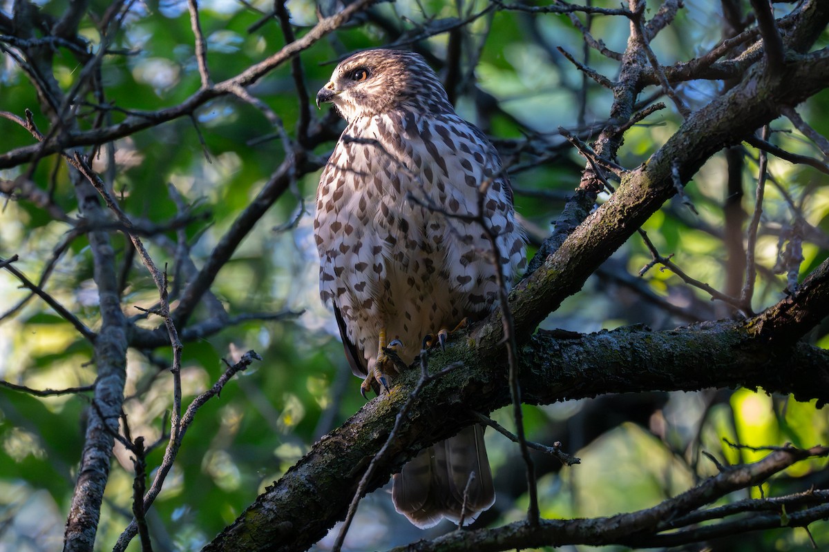 ML641606787 - Broad-winged Hawk - Macaulay Library