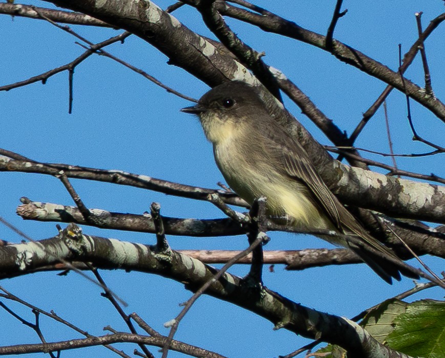 ML641615616 - Eastern Phoebe - Macaulay Library