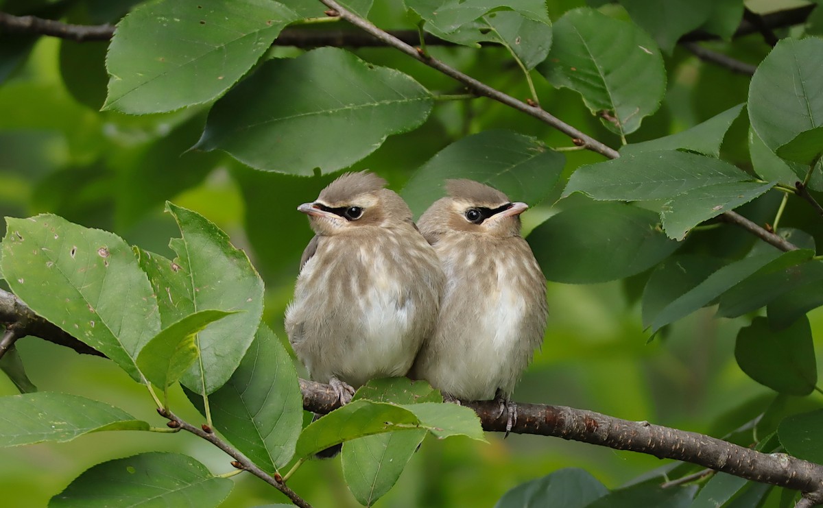 ML641635198 - Cedar Waxwing - Macaulay Library