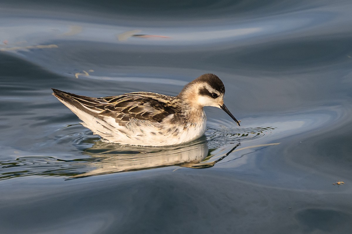 eBird Checklist - 9 Sep 2025 - Montrose Point Bird Sanctuary, Lincoln ...