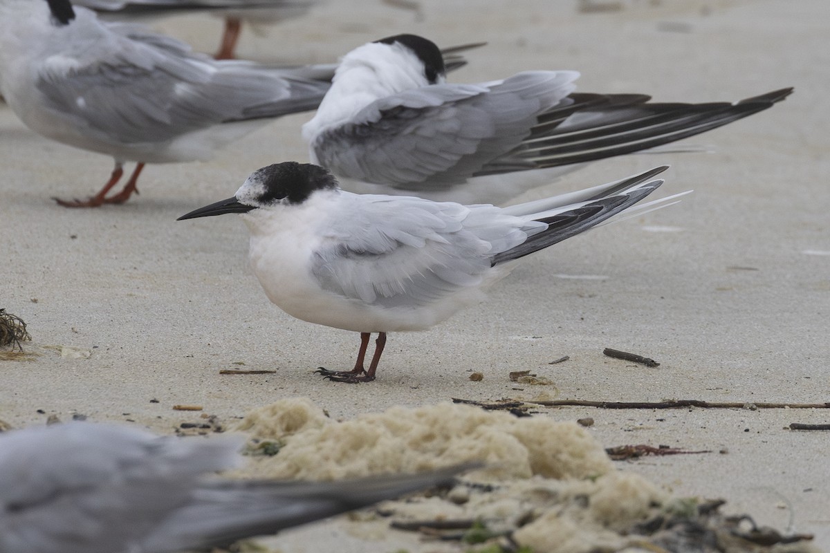 ML641656038 - Roseate Tern - Macaulay Library