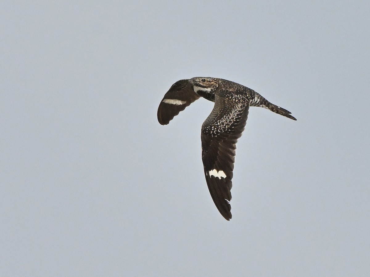 ML641658016 - Common Nighthawk - Macaulay Library