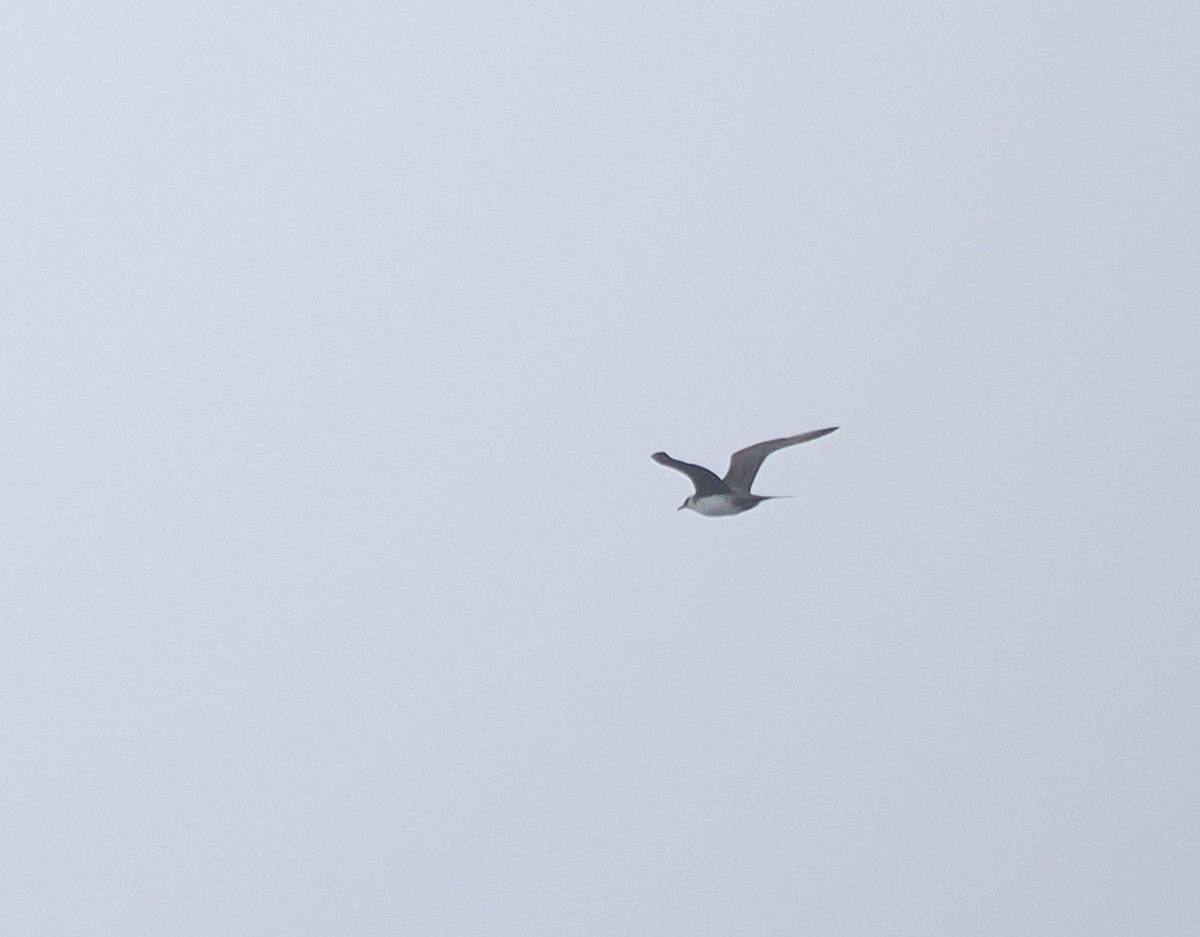 eBird Checklist - 7 Sep 2025 - Auto selected 37.30341, -123.07996 - 12 ...