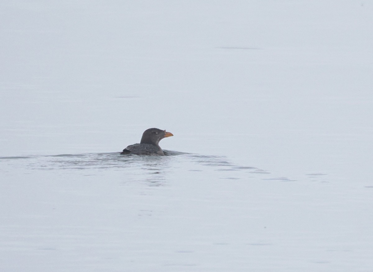eBird Checklist - 7 Sep 2025 - Auto selected 37.45649, -122.50983 - 7 ...