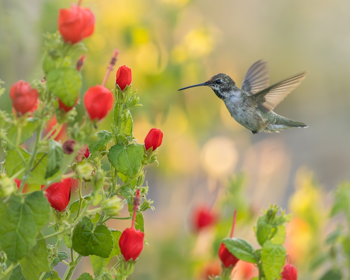 eBird Checklist - 9 Sep 2025 - I-20 Pond/Jenna Welch Nature Ctr. (FWTX ...