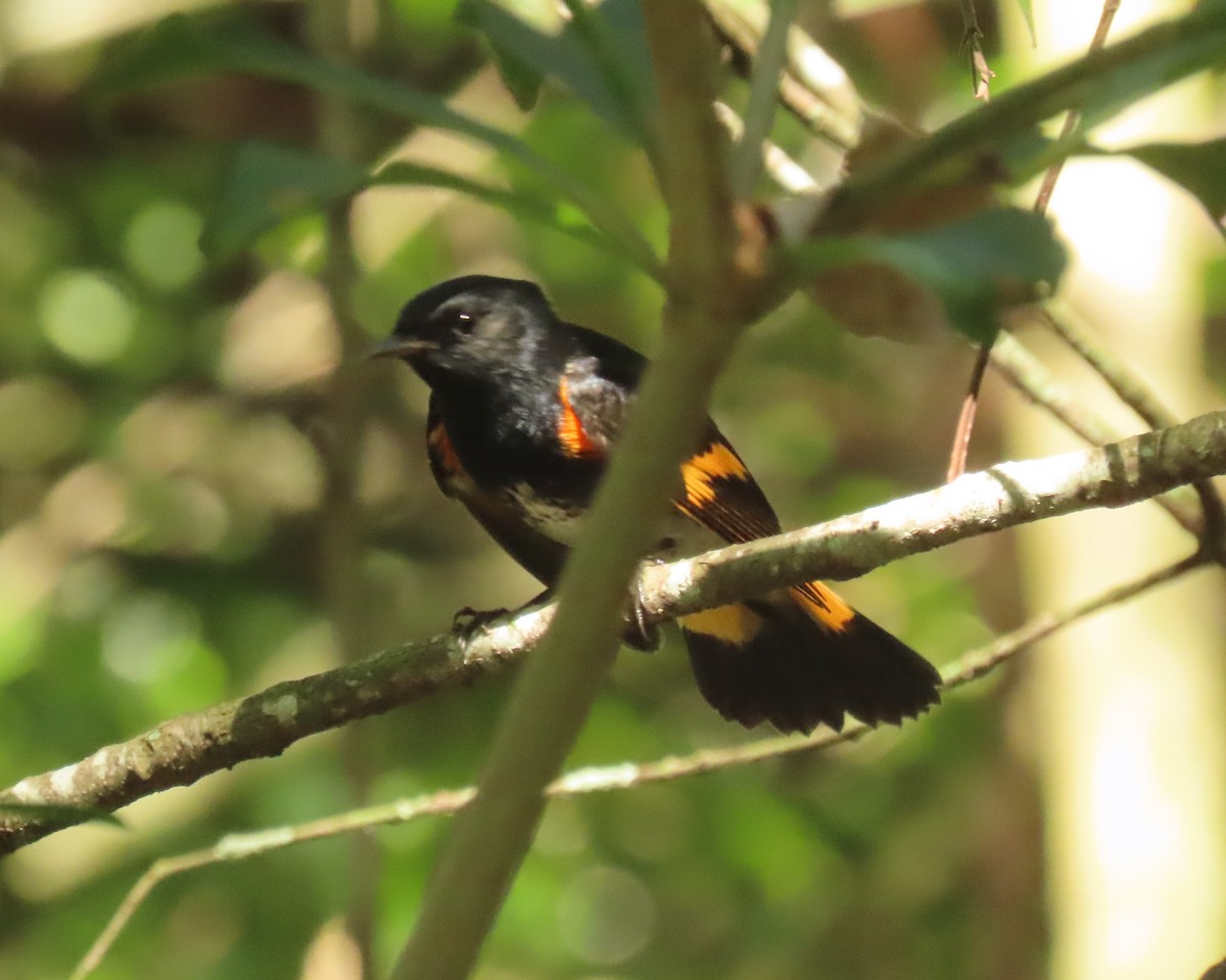 ML641667894 - American Redstart - Macaulay Library