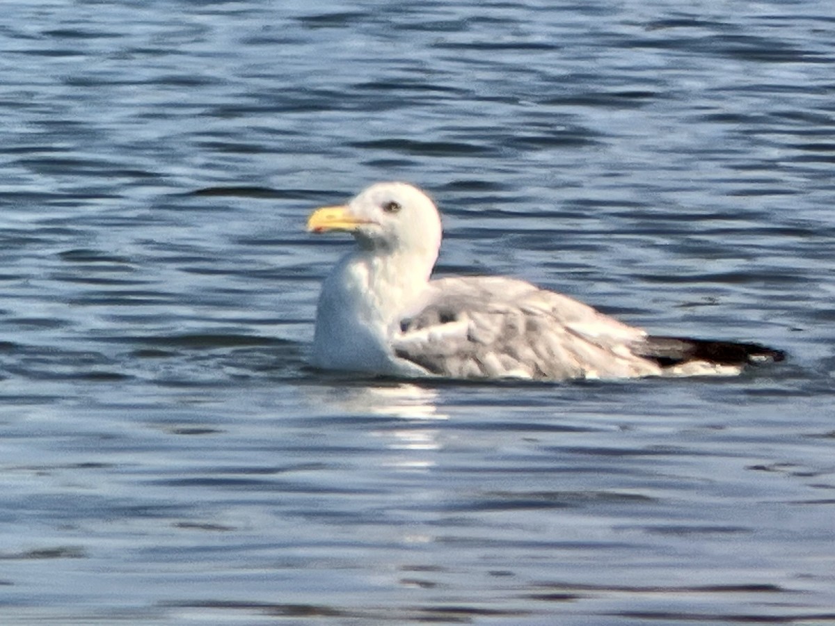 eBird Checklist - 10 Sep 2025 - North Spit--old Weyco Settling Pond ...
