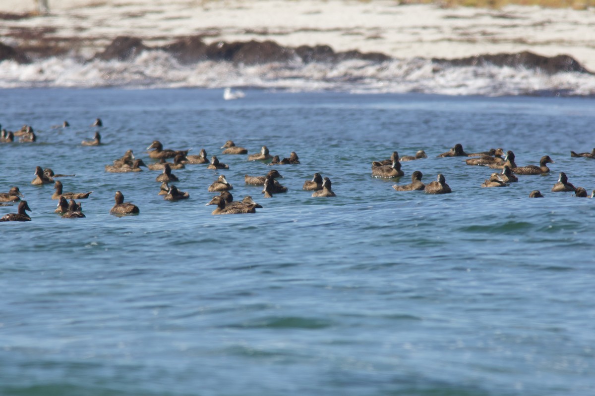 eBird Checklist - 10 Sep 2025 - Biddeford Pool--South Point Sanctuary ...