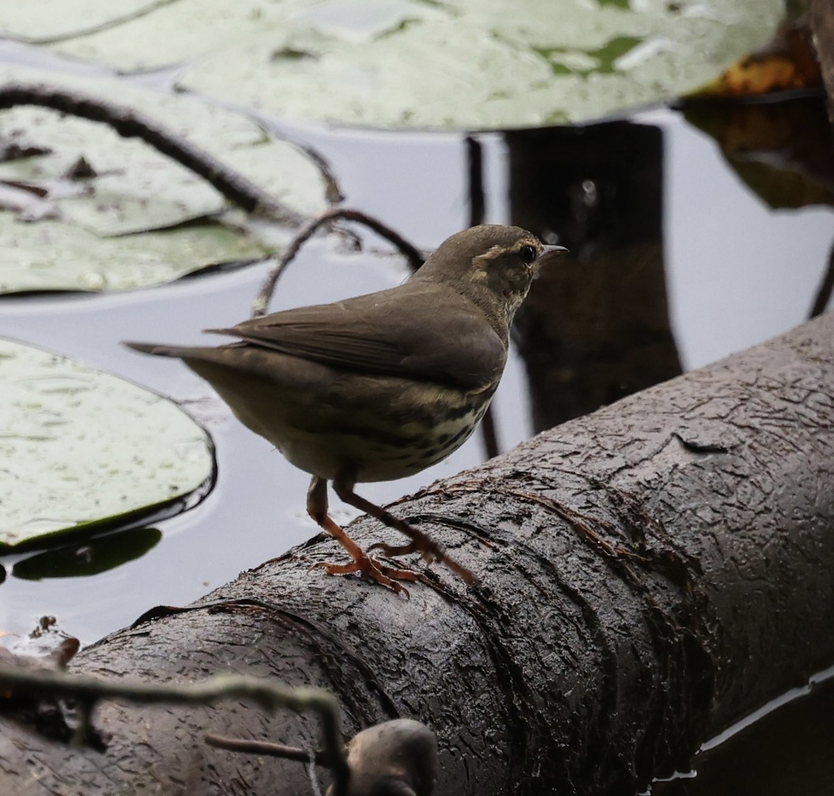 ML641698809 - Northern Waterthrush - Macaulay Library