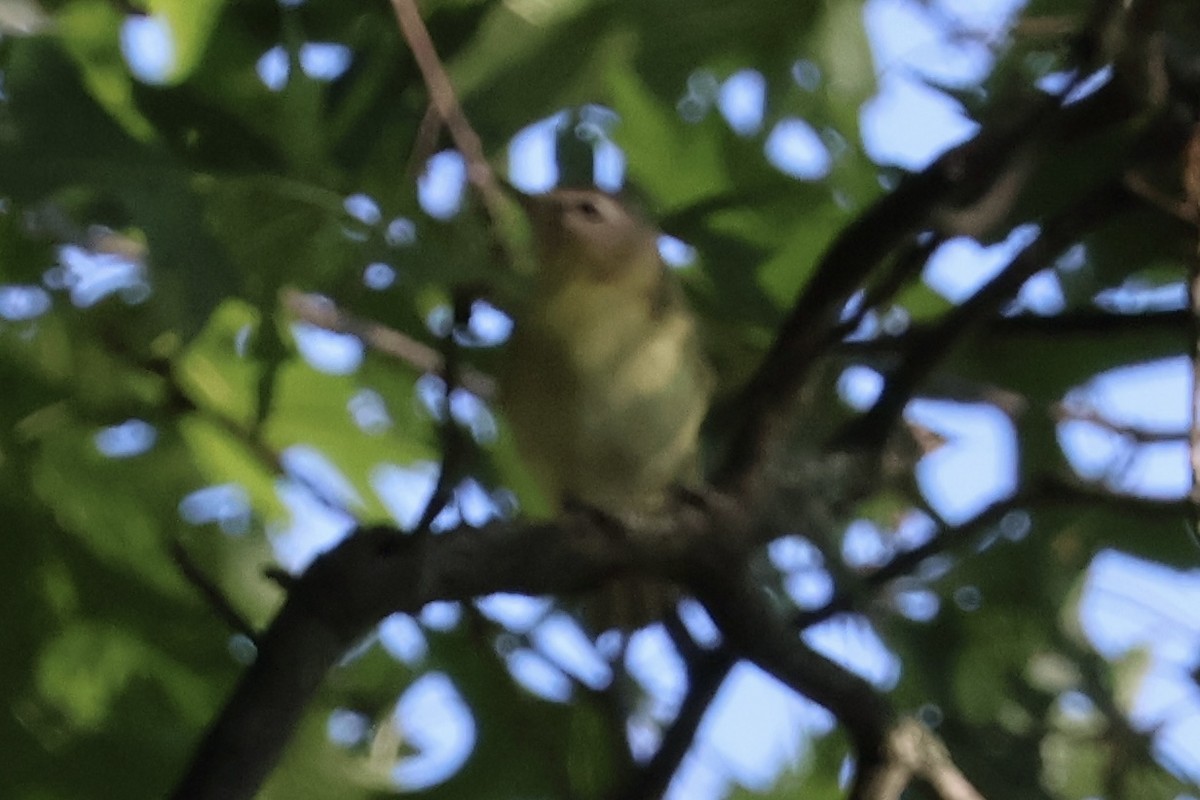 eBird Checklist - 11 Sep 2025 - Prospect Park - 62 species (+1 other taxa)