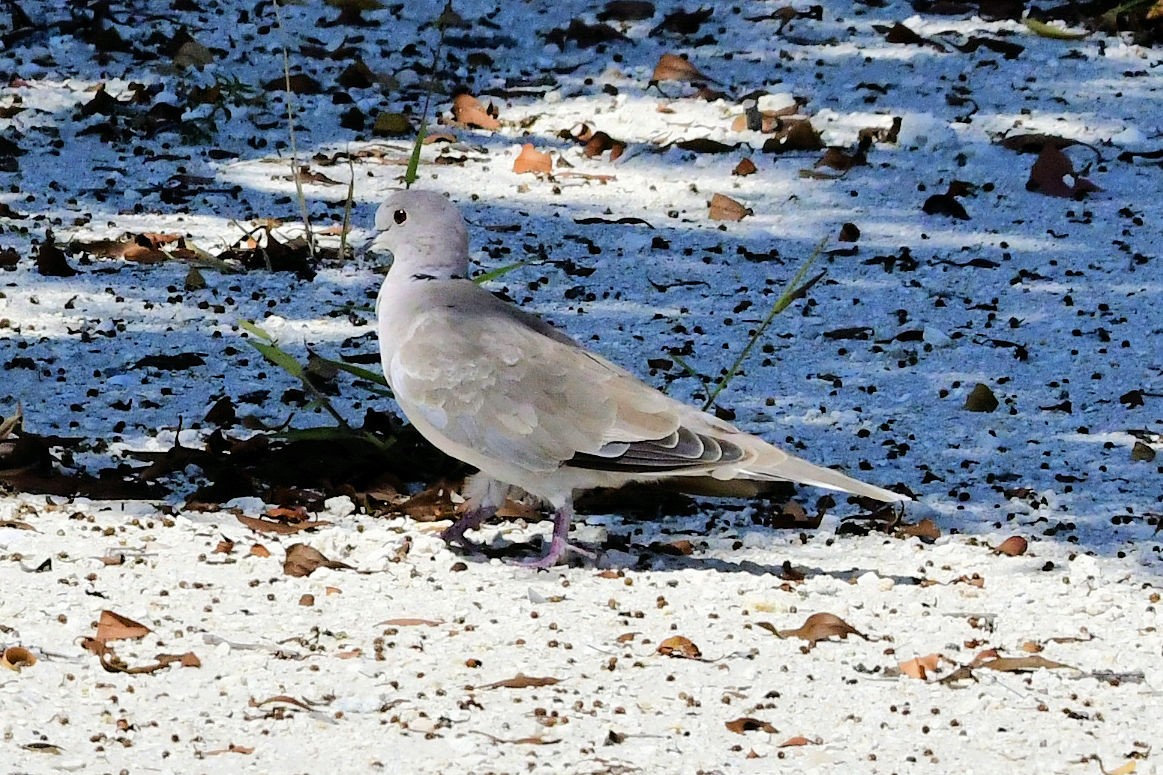 eBird Checklist - 10 Sep 2025 - Harry Harris County Park - 15 species