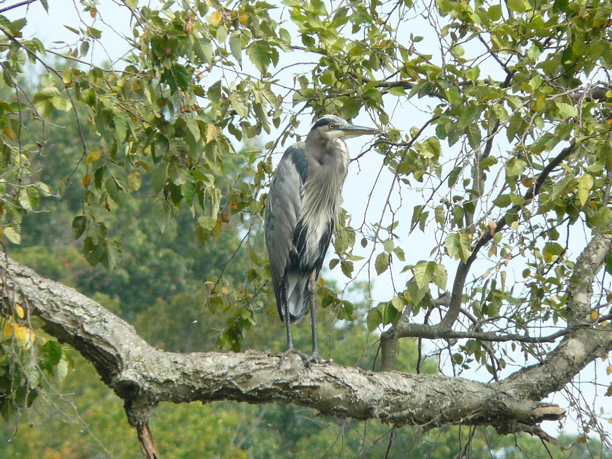eBird Checklist - 11 Sep 2025 - Swan Harbor Farm Park - 53 species (+1 ...
