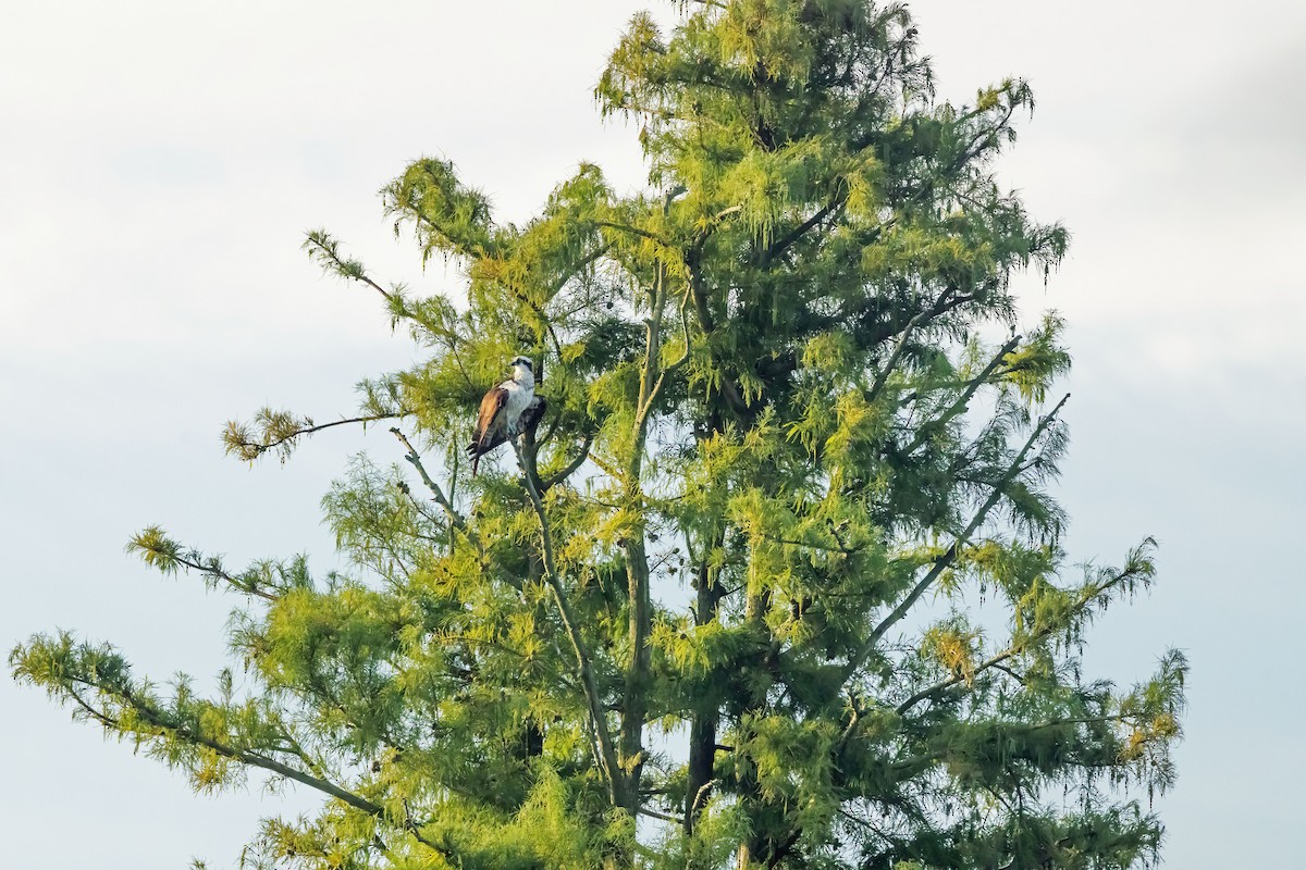 eBird Checklist - 4 Sep 2025 - Stumpy Lake Natural Area - 38 species