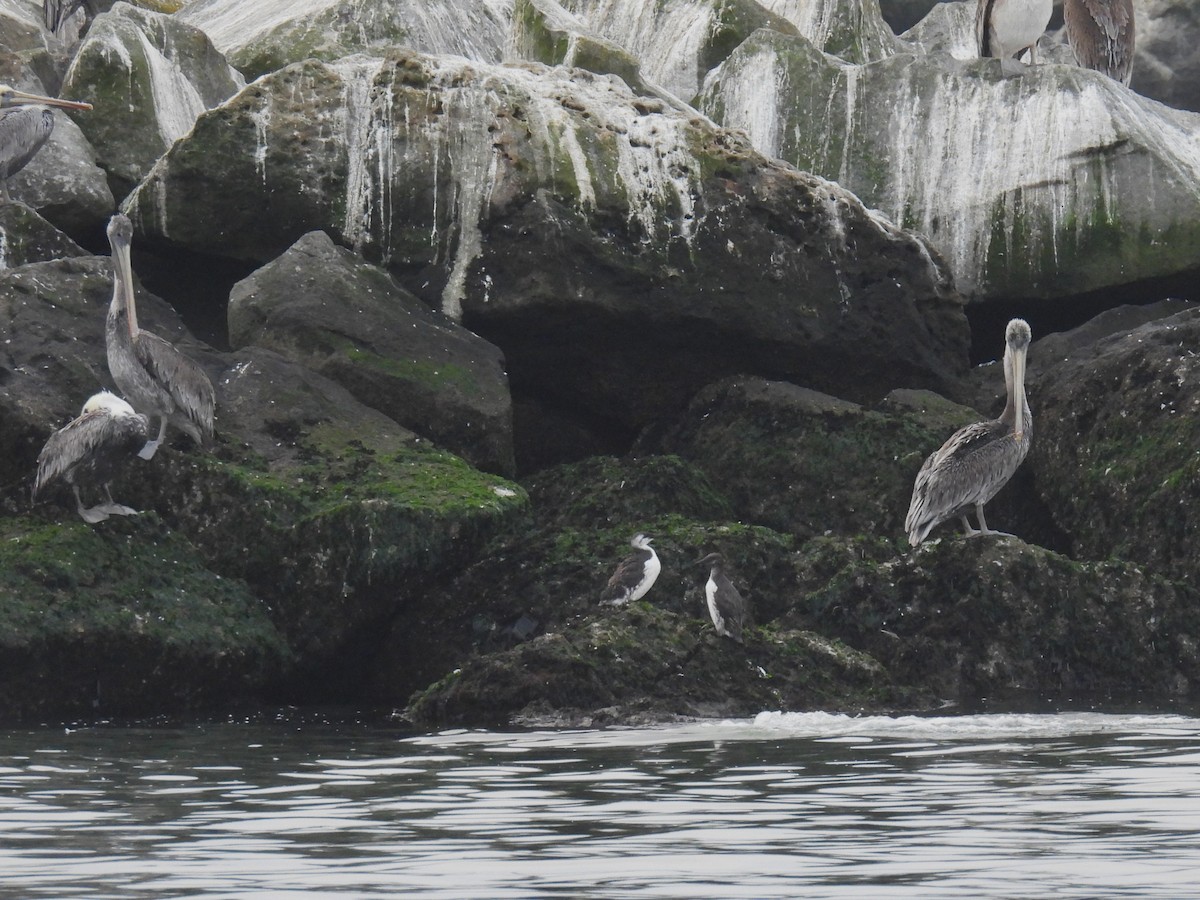 eBird Checklist - 7 Sep 2025 - Pillar Point Harbor - 13 species