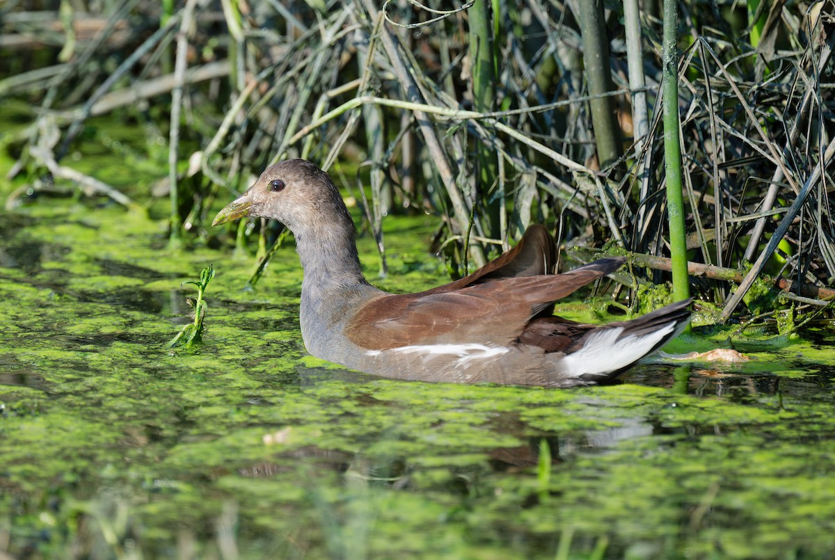 eBird Checklist - 11 Sep 2025 - Tyrrell Park--Cattail Marsh - 29 ...