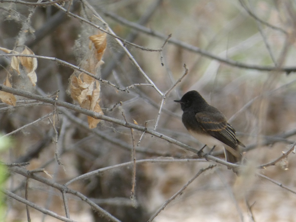 ML641739368 - Black Phoebe - Macaulay Library