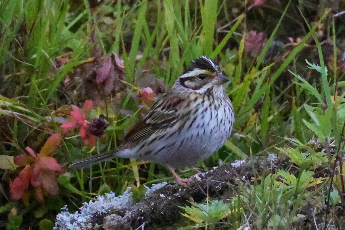 ML641741934 - Yellow-browed Bunting - Macaulay Library