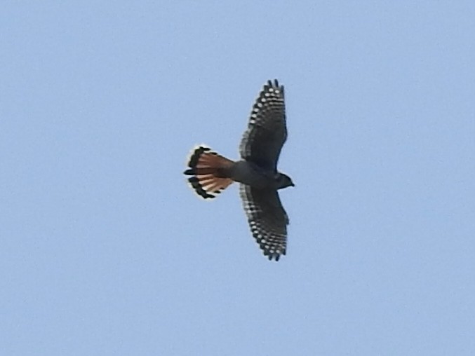 eBird Checklist - 11 Sep 2025 - Trail Hub 722 Chalk Lake Road, Uxbridge ...