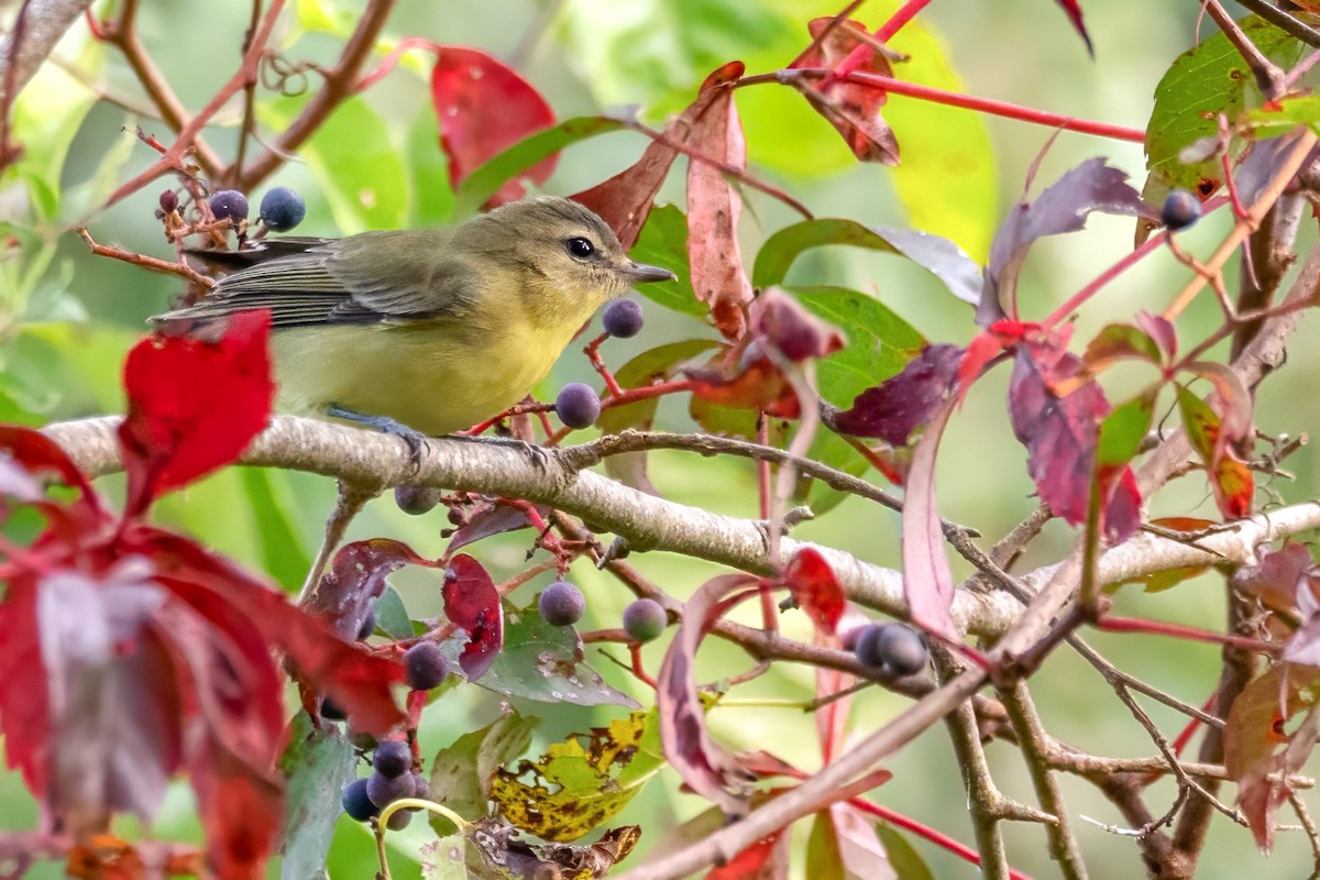 eBird Checklist - 12 Sep 2025 - Hedges Creek County Park (Fuoco ...