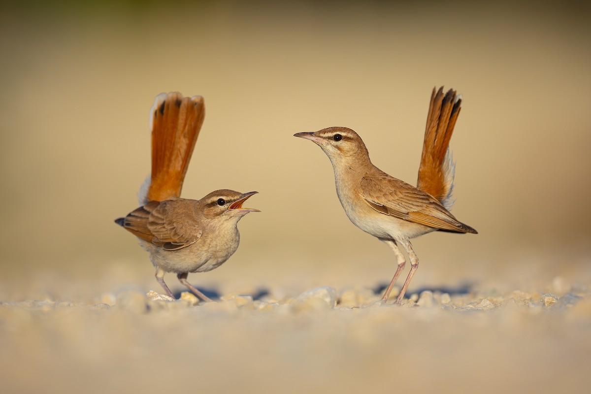 ML641753942 - Rufous-tailed Scrub-Robin - Macaulay Library