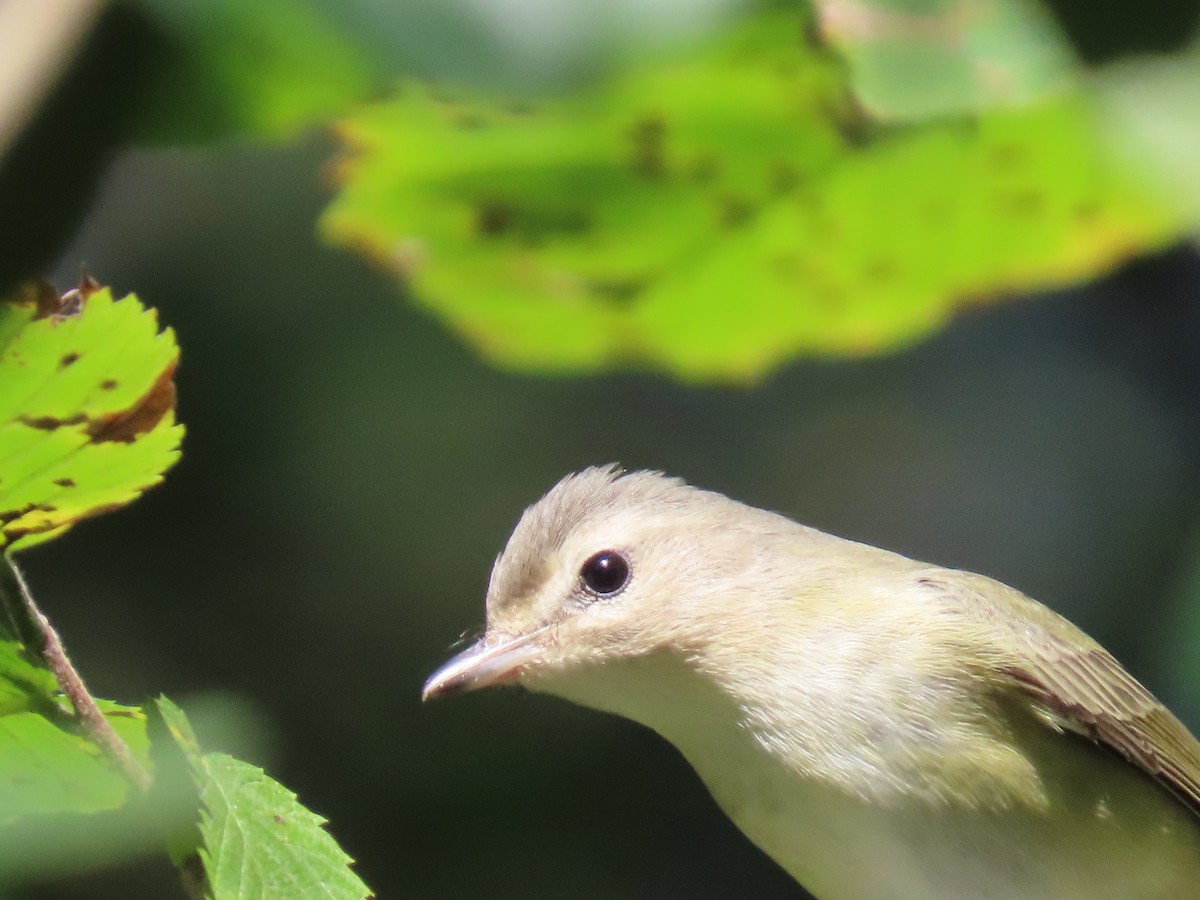 eBird Checklist - 12 Sep 2025 - Dunback Meadow - 14 species