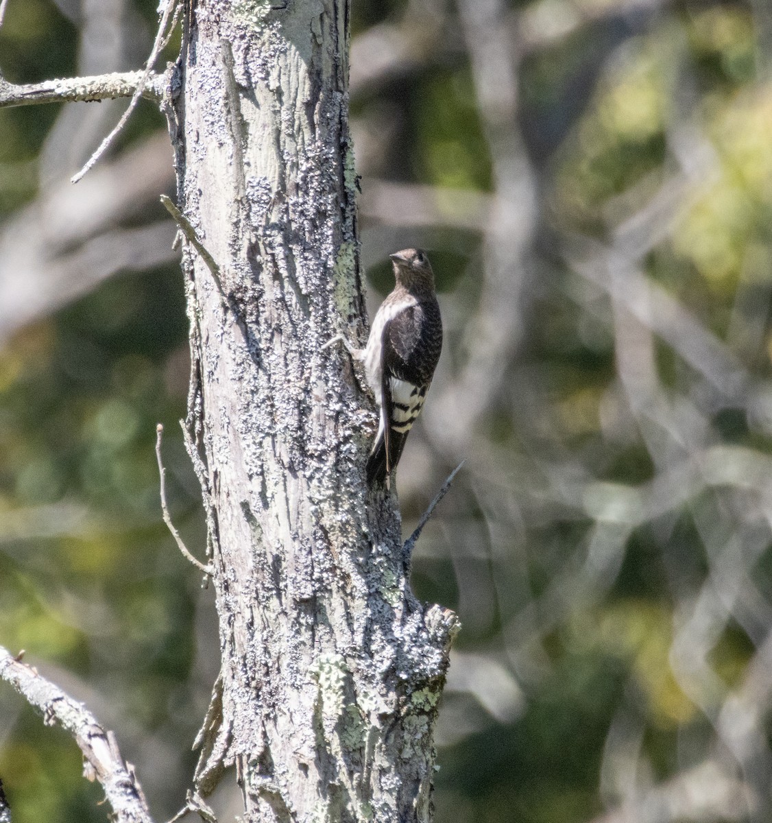 Pennsylvania Bird Atlas Checklist - 12 Sep 2025 - Jennings EEC ...