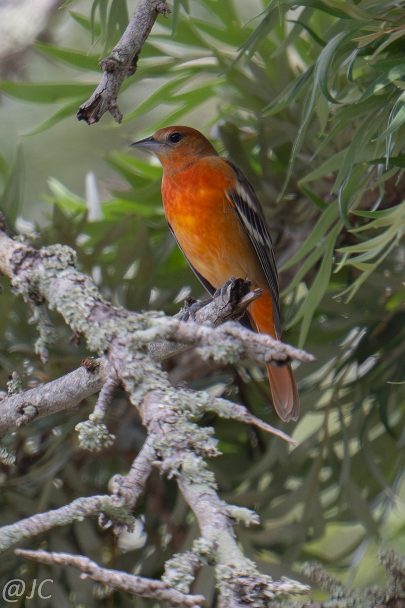 eBird Checklist - 12 Sep 2025 - my backyard - 1 species