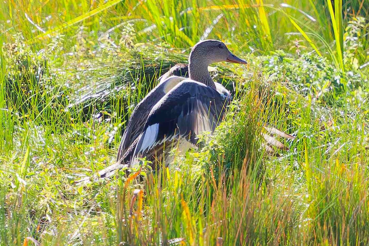 eBird Checklist - 12 Sep 2025 - Angel Fire Sendero del Sol North Trail ...